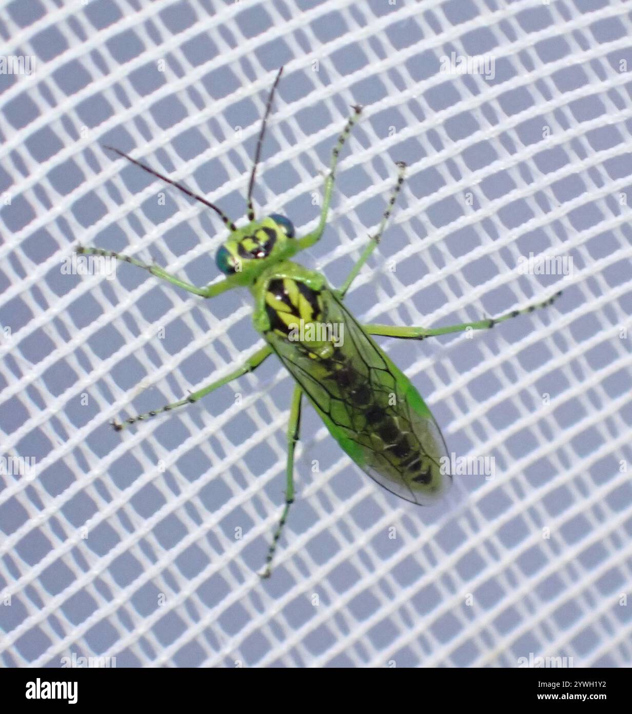Narrow-striped Rhogogaster (Rhogogaster chlorosoma Stock Photo - Alamy