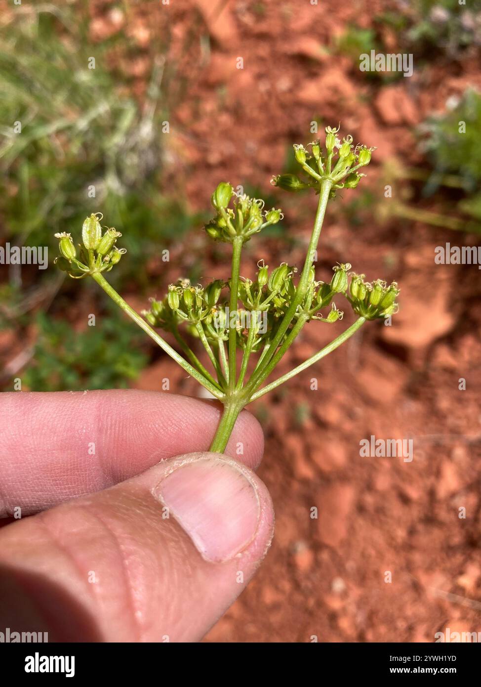 northern Indian parsnip (Cymopterus terebinthinus Stock Photo - Alamy