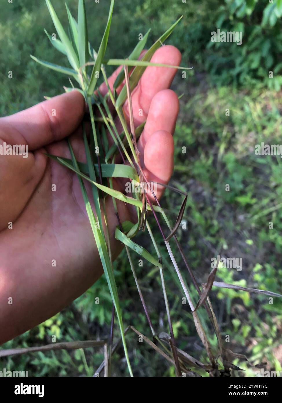 Small-fruited Panicgrass (Dichanthelium dichotomum dichotomum Stock ...