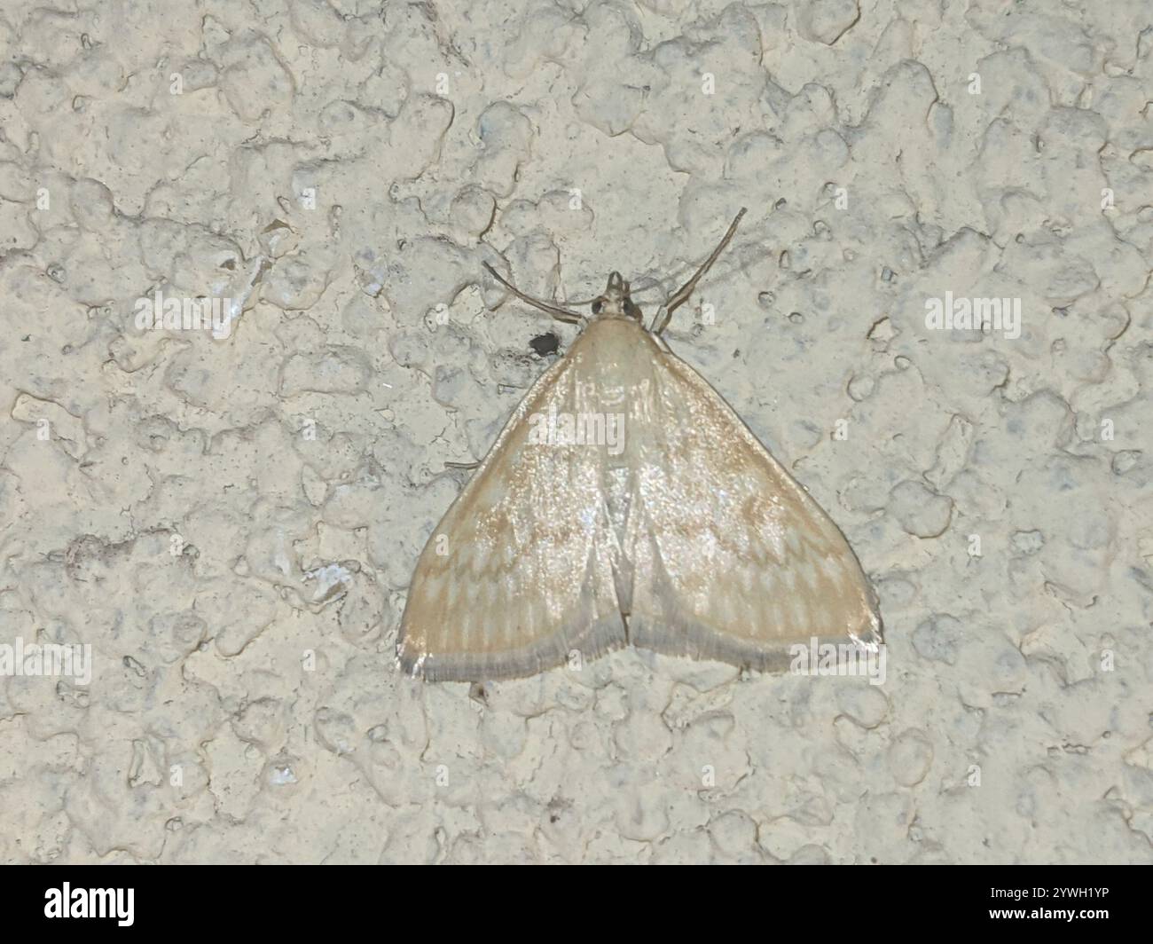 Lesser pearl hi-res stock photography and images - Alamy