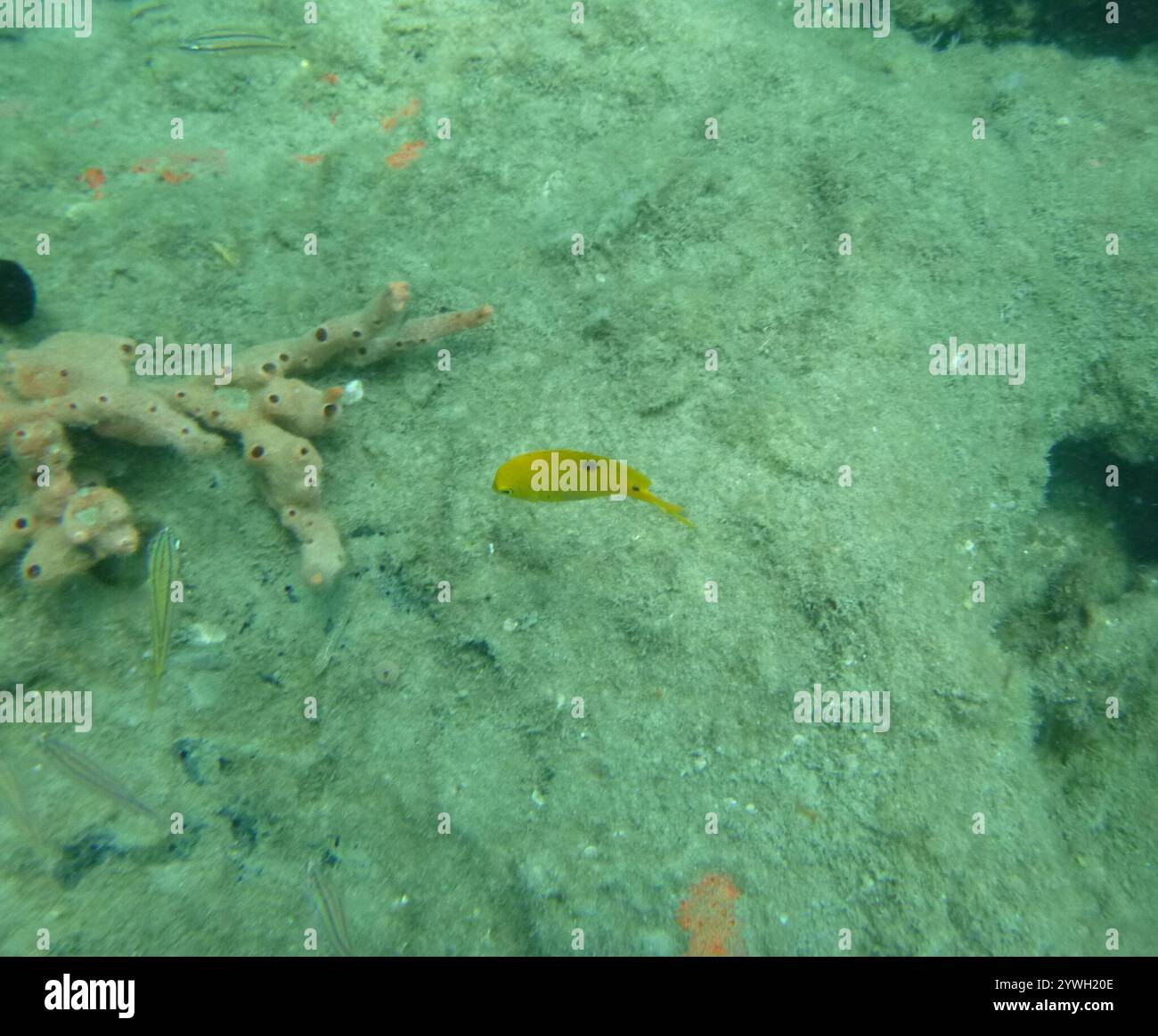 Threespot Damselfish (Stegastes planifrons Stock Photo - Alamy