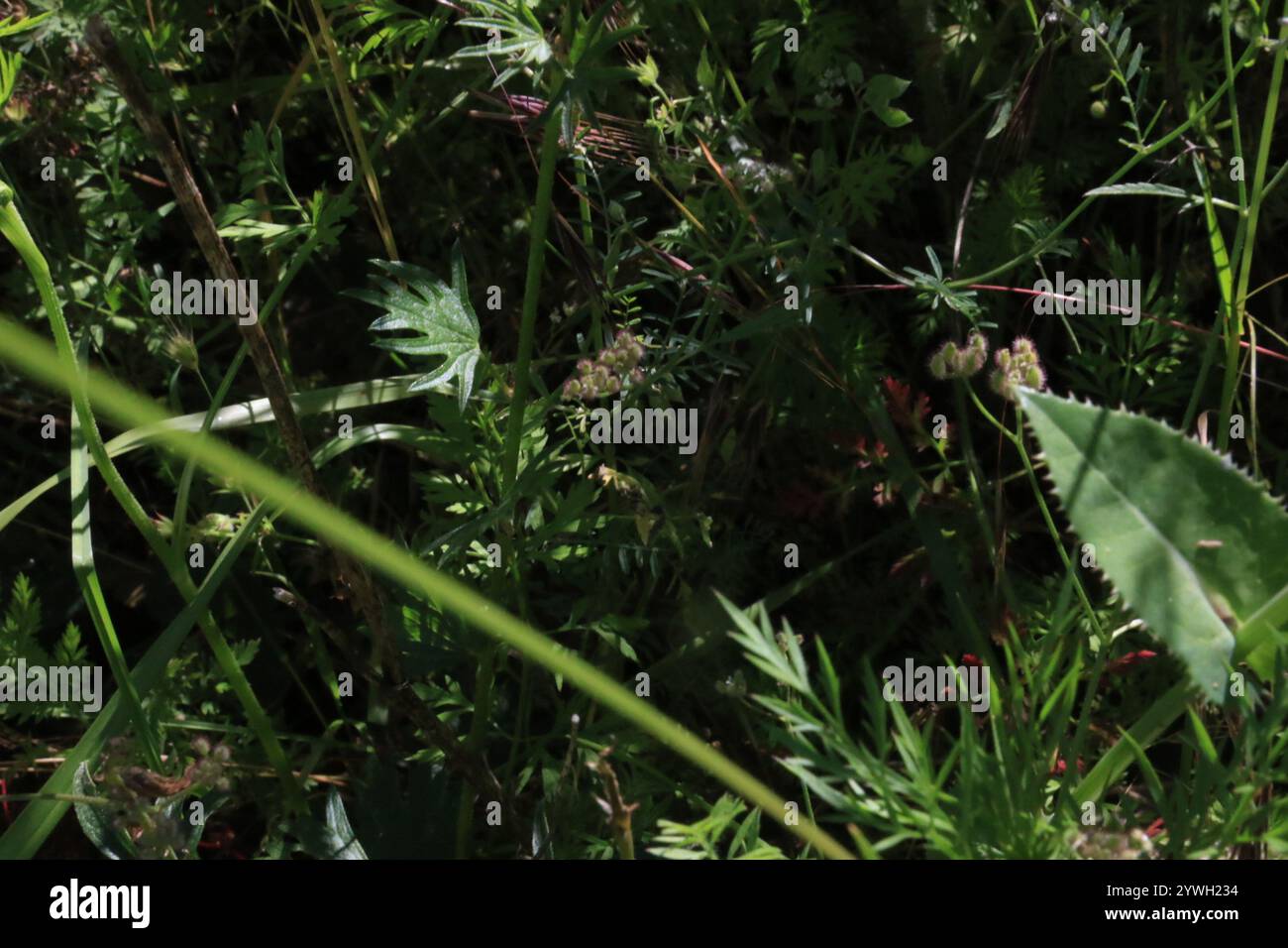 Rose Checkermallow (Sidalcea virgata Stock Photo - Alamy