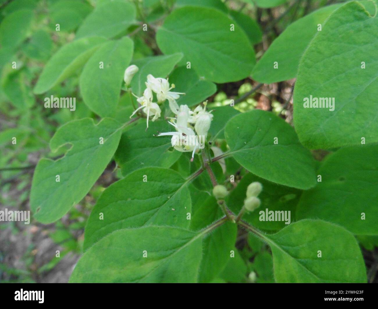 Fly Honeysuckle (Lonicera xylosteum Stock Photo - Alamy