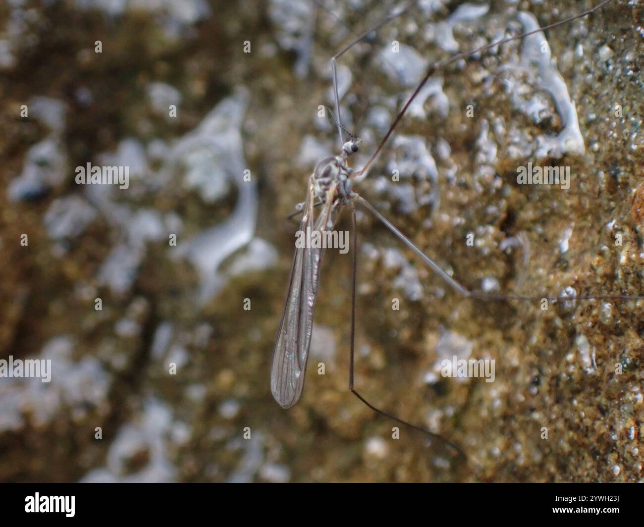 Typical Crane Flies (Tipuloidea Stock Photo - Alamy