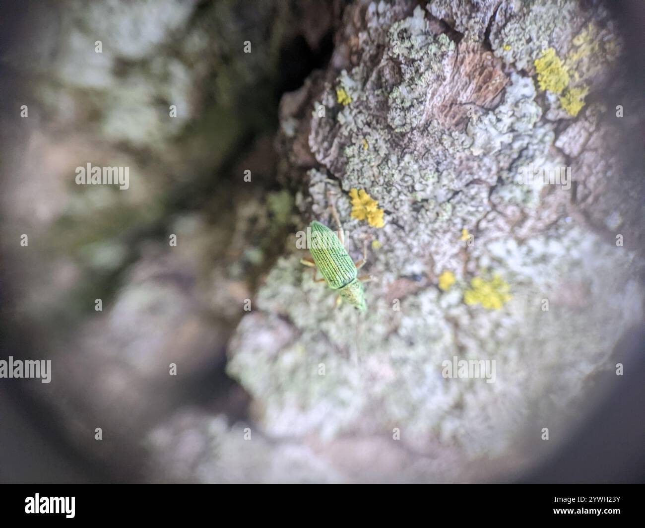 Green Immigrant Leaf Weevil (Polydrusus formosus Stock Photo - Alamy