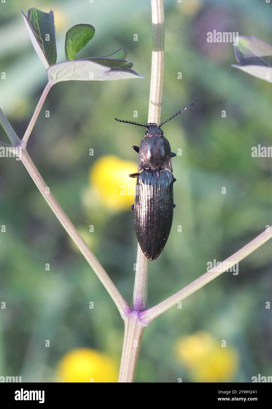 Click Beetles (Elateridae Stock Photo - Alamy