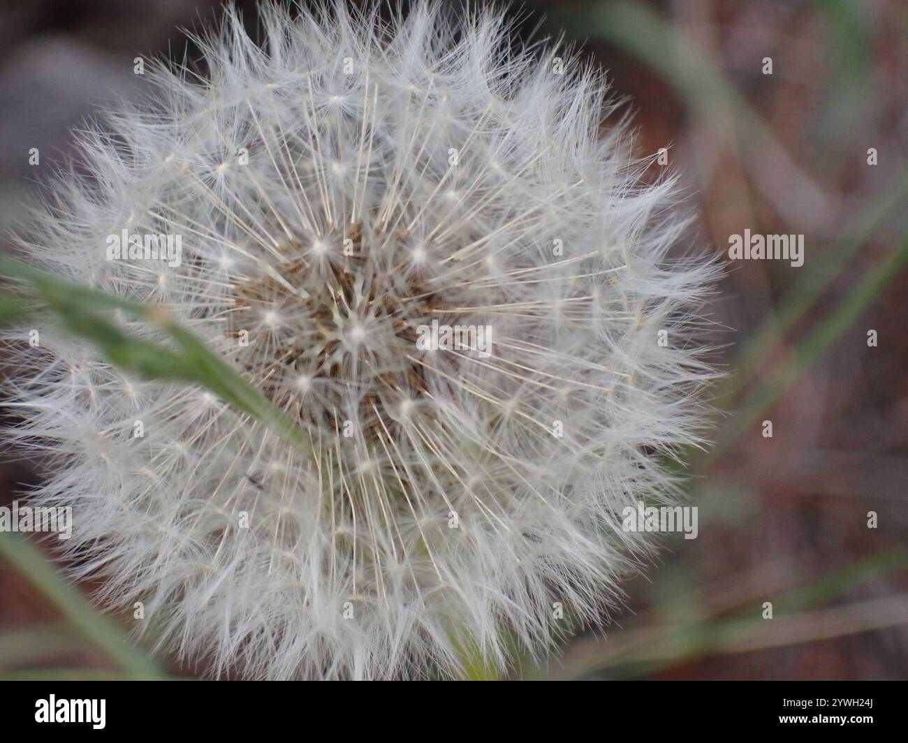 red-seeded dandelion (Taraxacum erythrospermum Stock Photo - Alamy