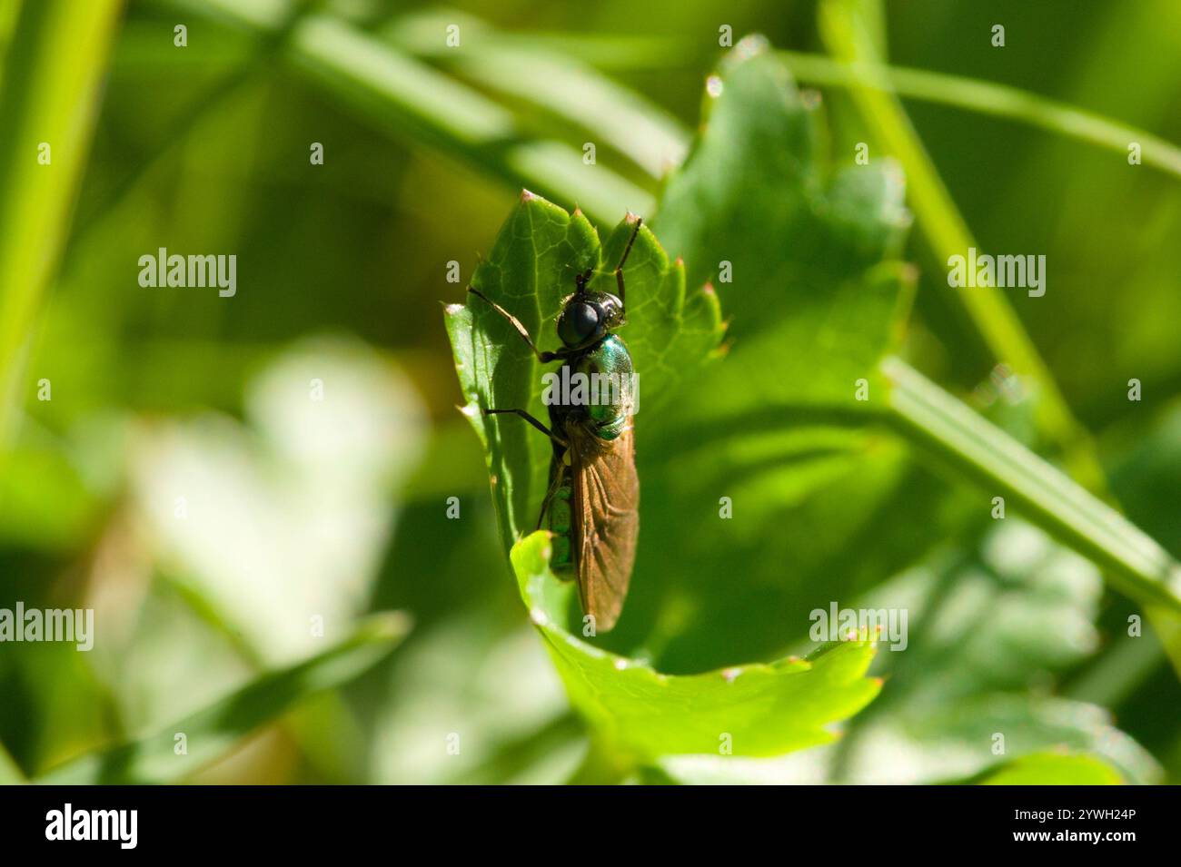 Broad Centurion Fly (Chloromyia formosa Stock Photo - Alamy