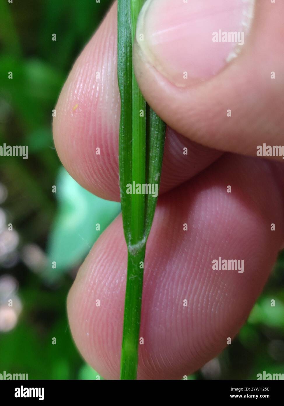 bladder sedge (Carex intumescens Stock Photo - Alamy