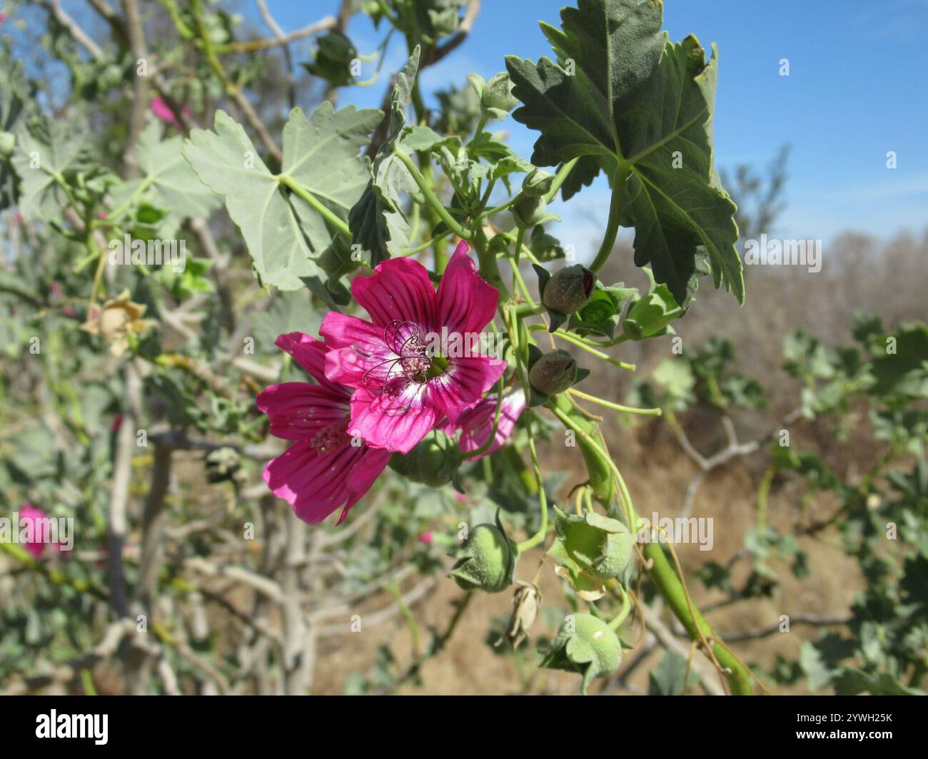 Island Mallow (Malva assurgentiflora Stock Photo - Alamy