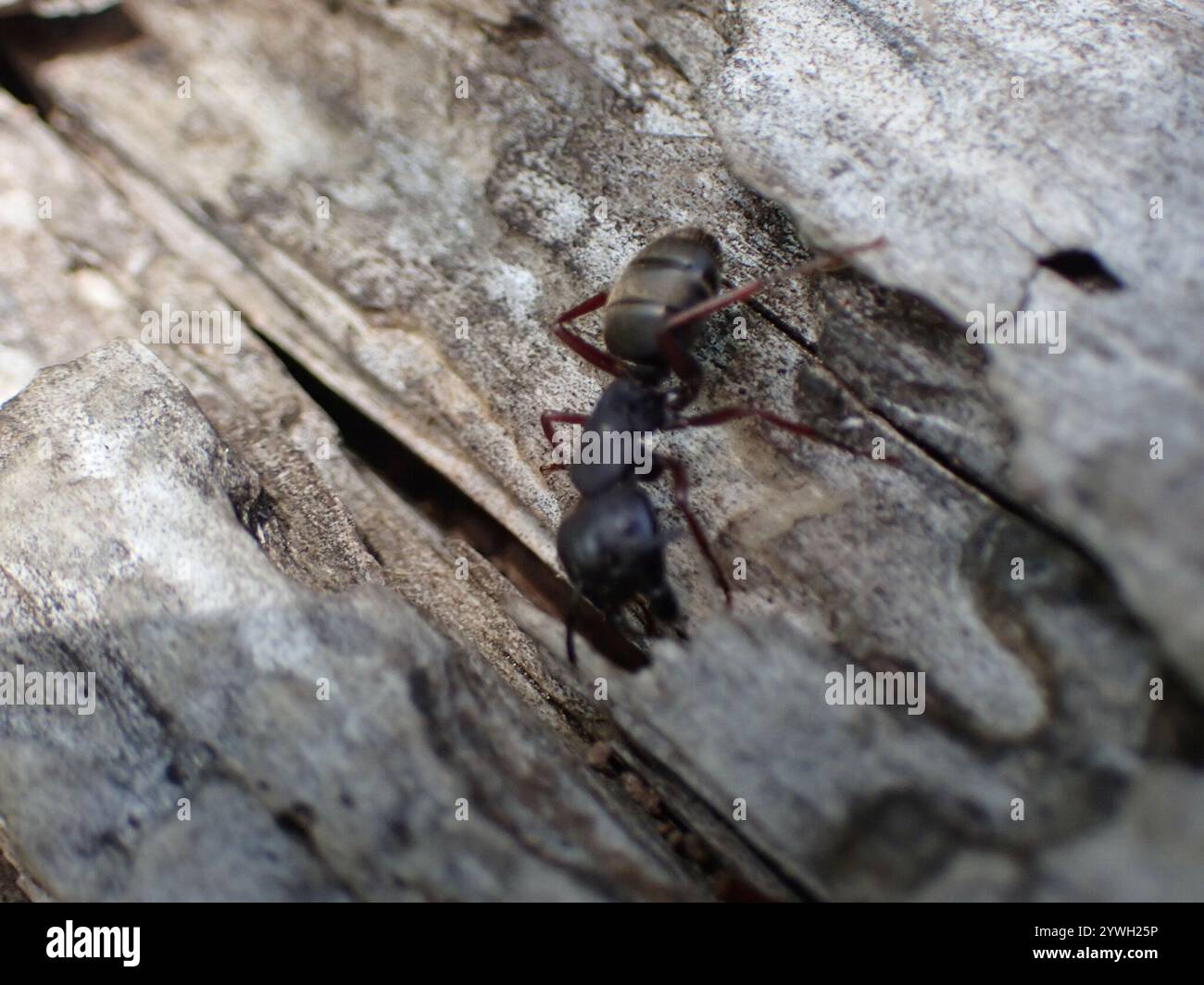 Western Black Carpenter Ant (Camponotus modoc Stock Photo - Alamy