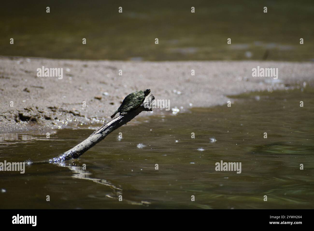 Northern Map Turtle (Graptemys geographica Stock Photo - Alamy