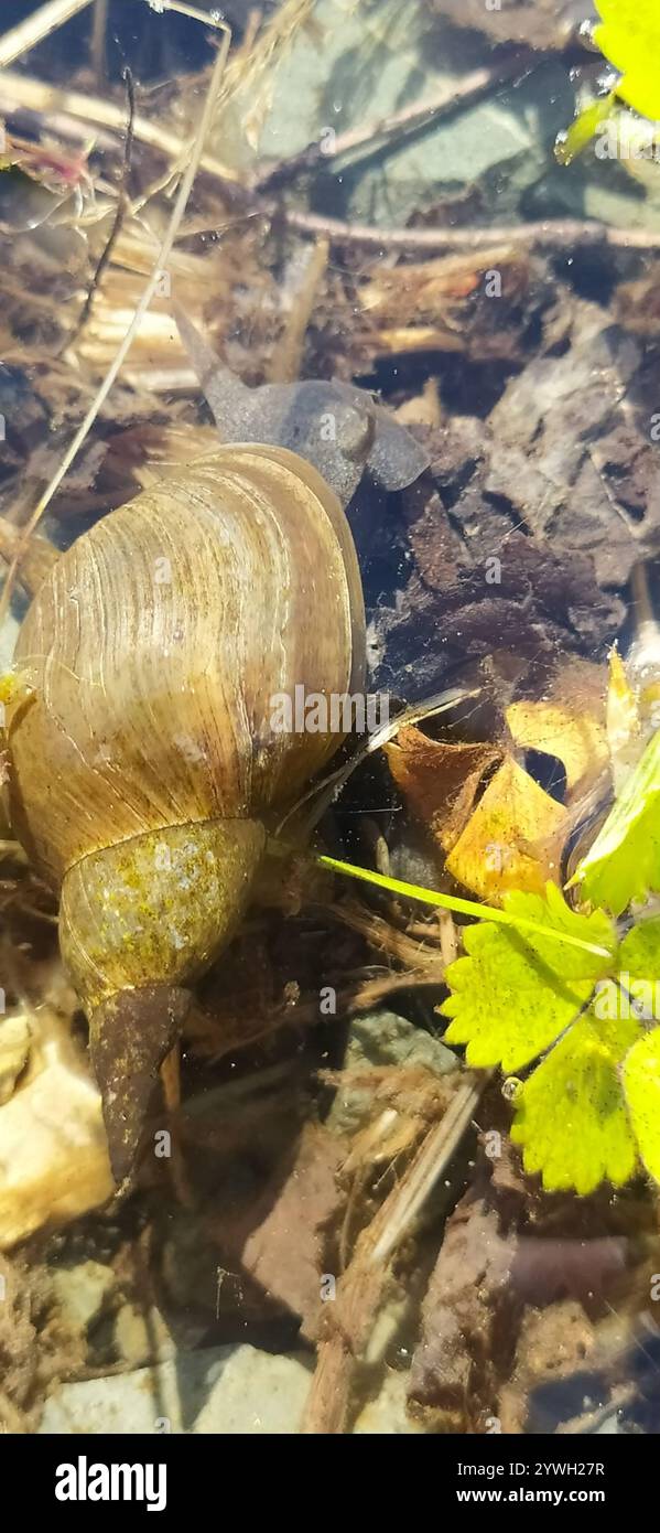 Great Pond Snail (Lymnaea stagnalis Stock Photo - Alamy