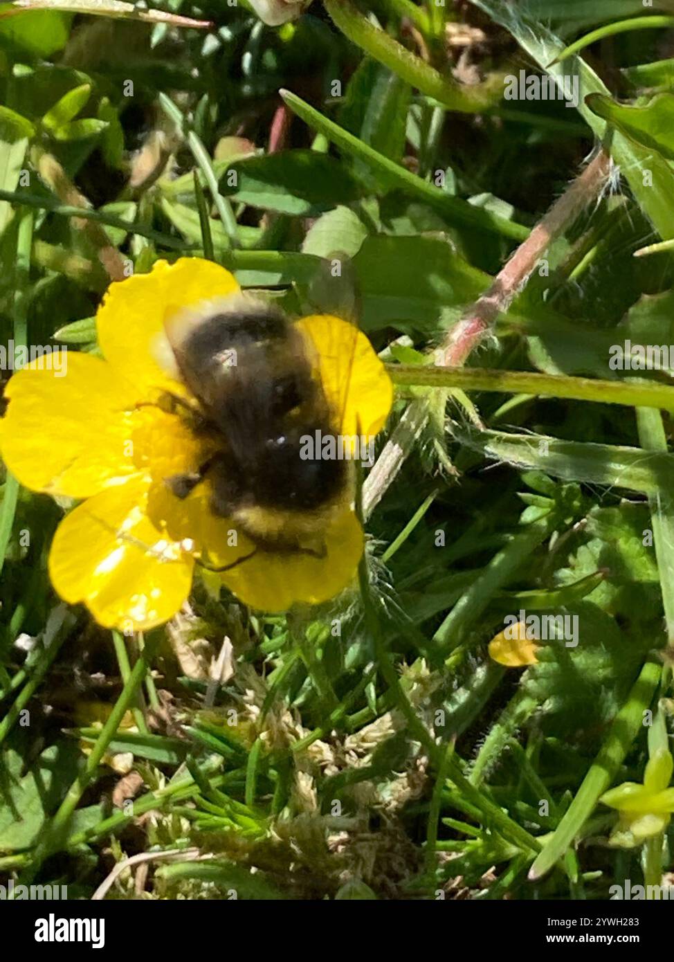 Bumble Bees (Bombus Stock Photo - Alamy