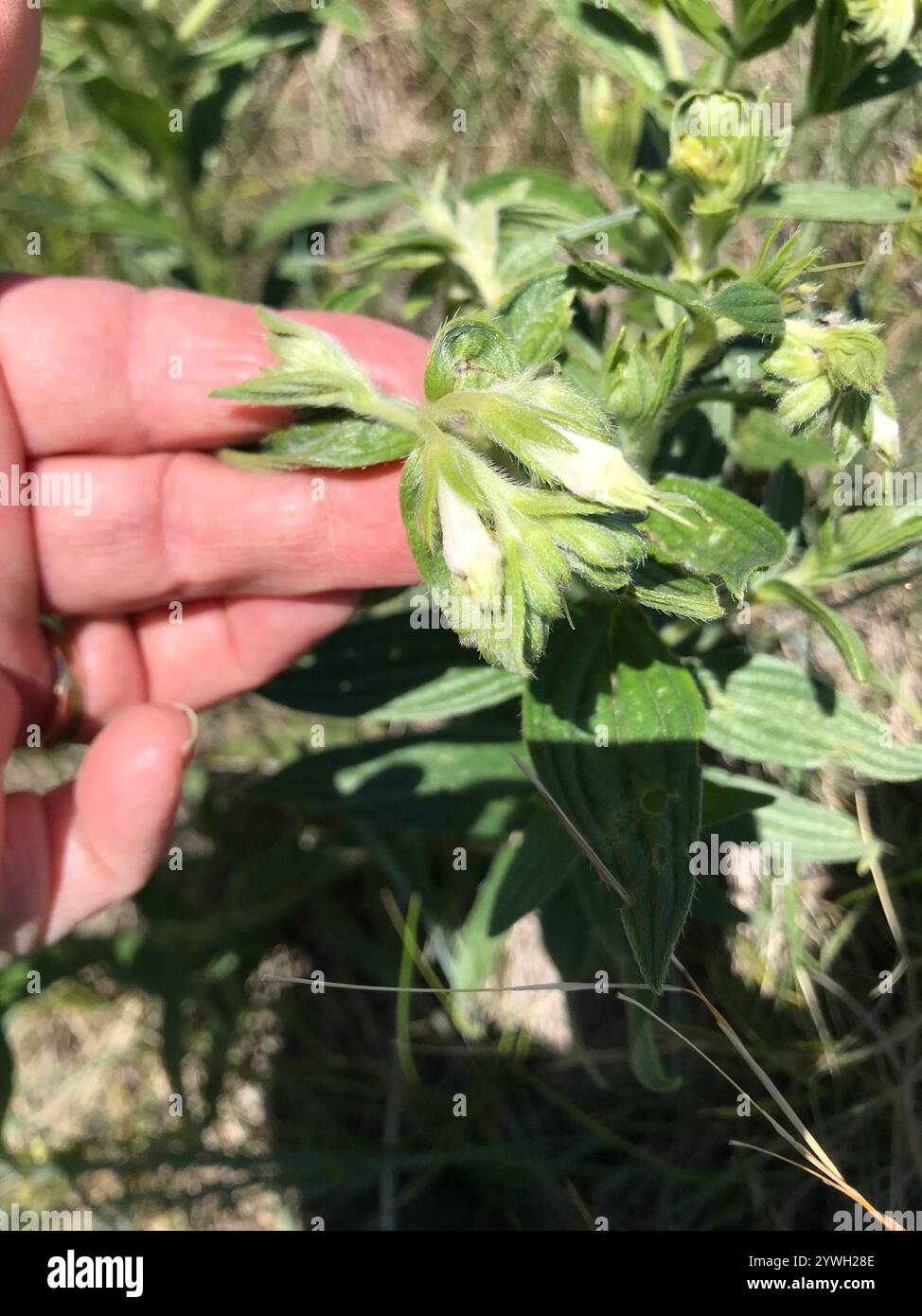 western false gromwell (Lithospermum occidentale Stock Photo - Alamy