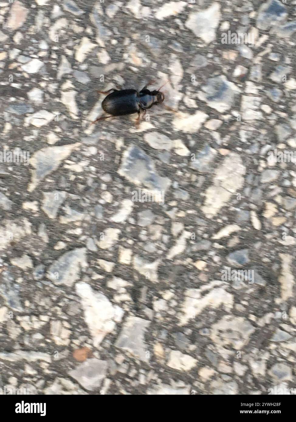 Strawberry Seed Beetle (Harpalus rufipes Stock Photo - Alamy