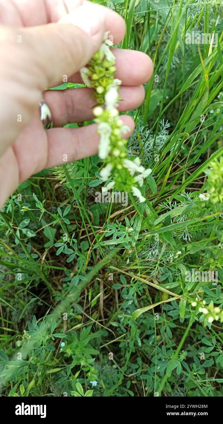 Perennial Yellow-woundwort (Stachys recta Stock Photo - Alamy
