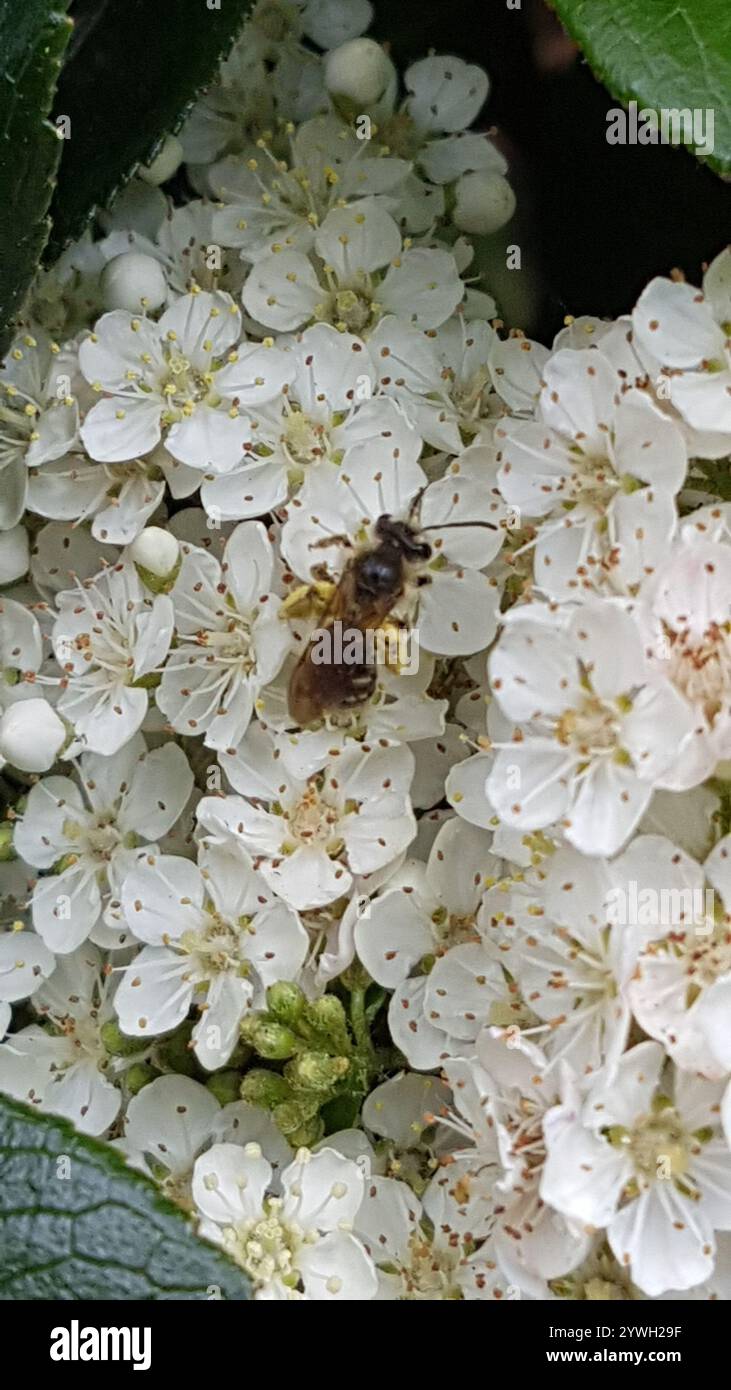Mining Bees (Andrena Stock Photo - Alamy