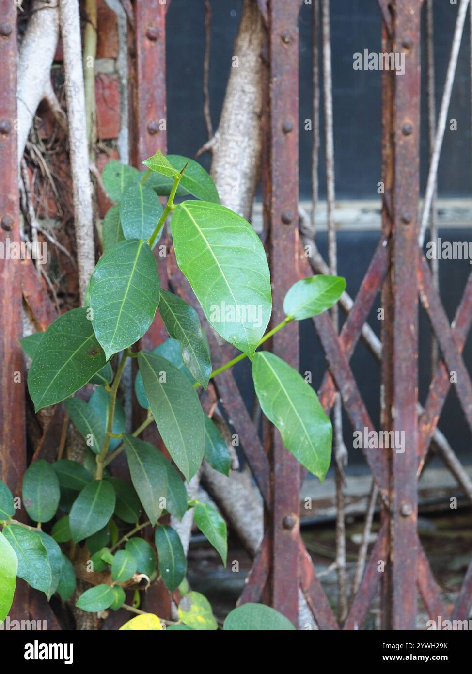 Dye fig (Ficus tinctoria Stock Photo - Alamy