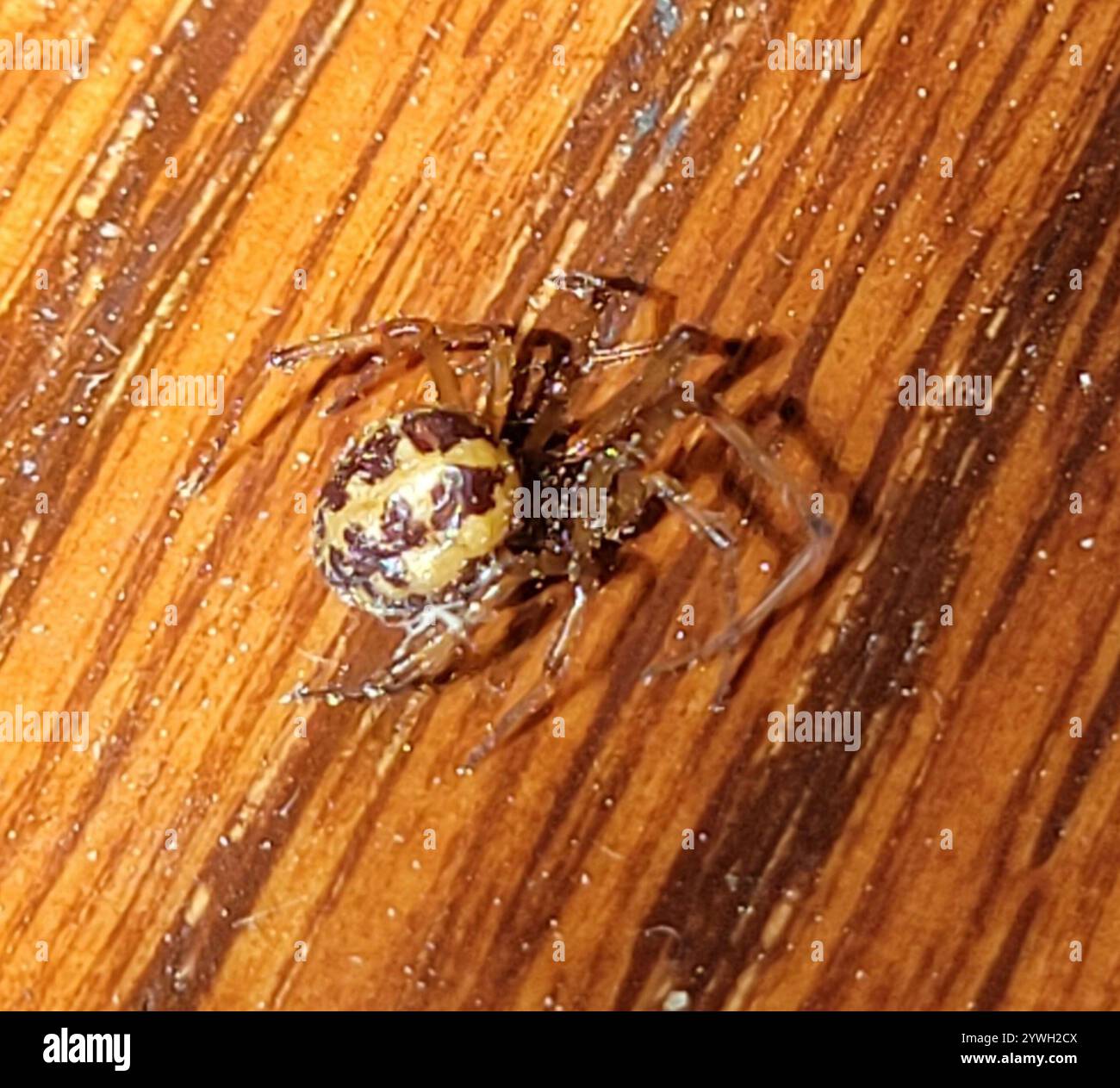 Triangulate Combfoot (Steatoda triangulosa Stock Photo - Alamy