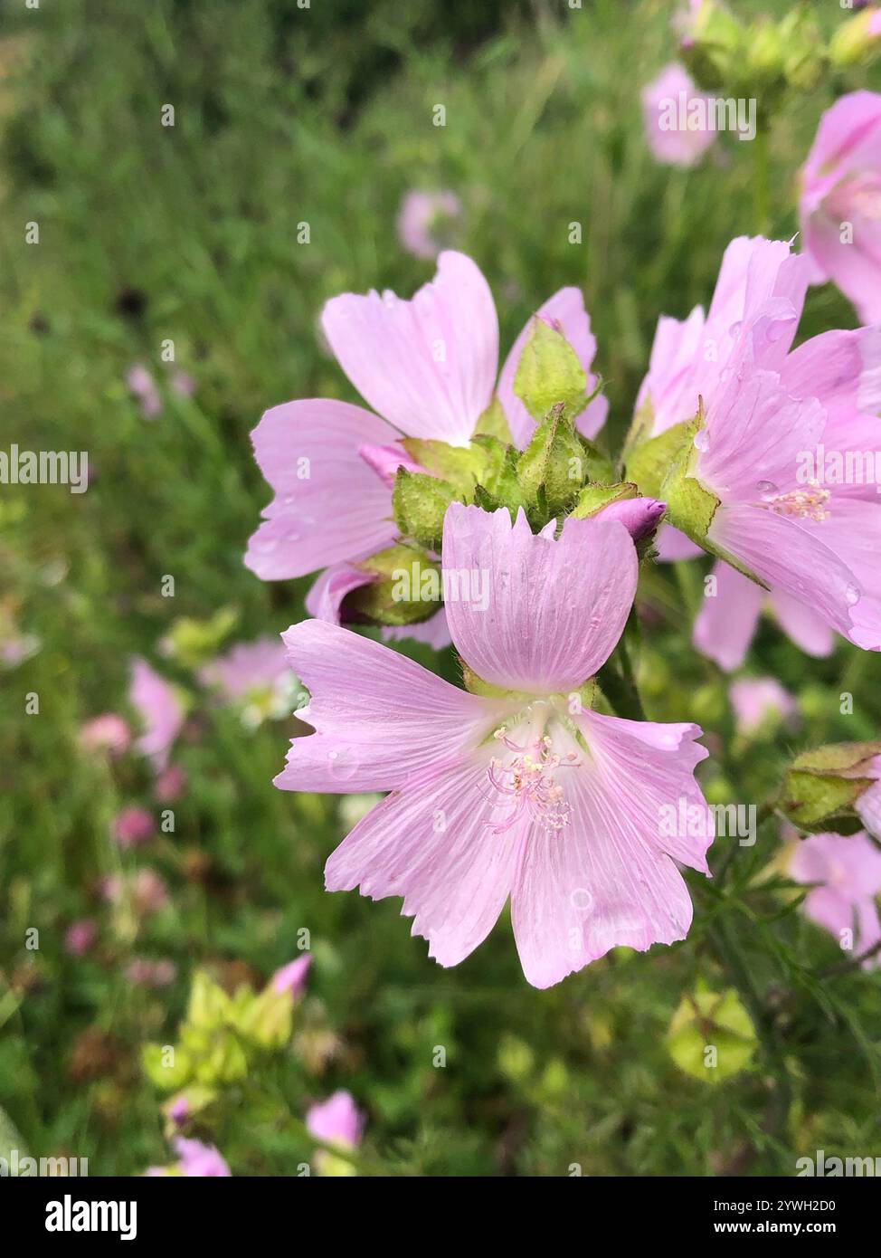 musk mallow (Malva moschata Stock Photo - Alamy