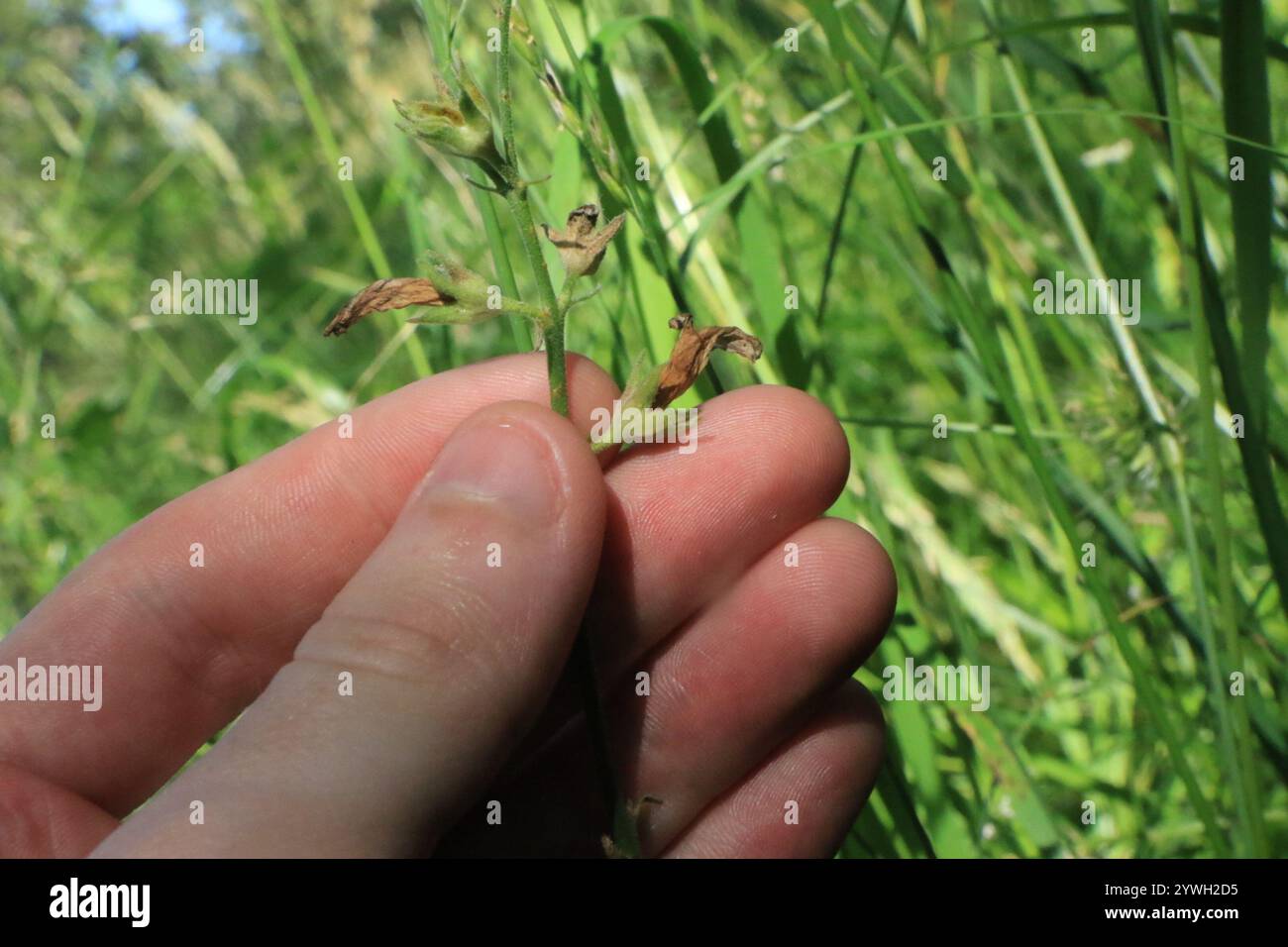 Rose Checkermallow (Sidalcea virgata Stock Photo - Alamy