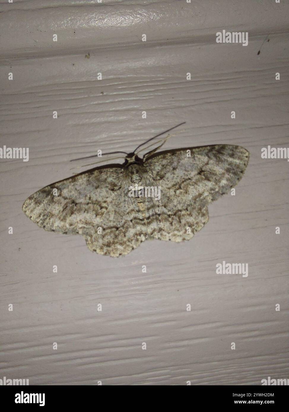 Small Engrailed (Ectropis crepuscularia Stock Photo - Alamy