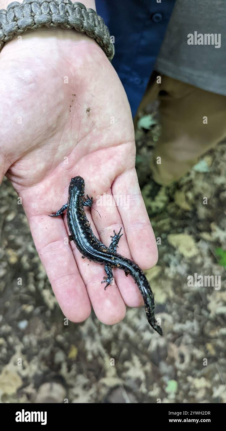Unisexual Mole Salamander (Ambystoma unisexual Stock Photo - Alamy