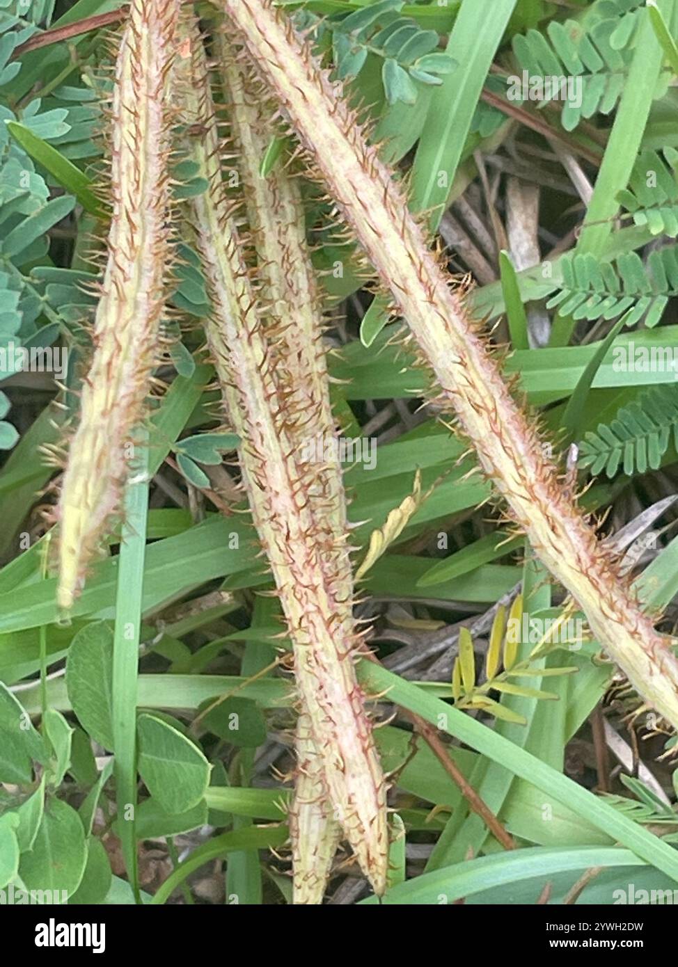 littleleaf sensitive-briar (Mimosa microphylla Stock Photo - Alamy