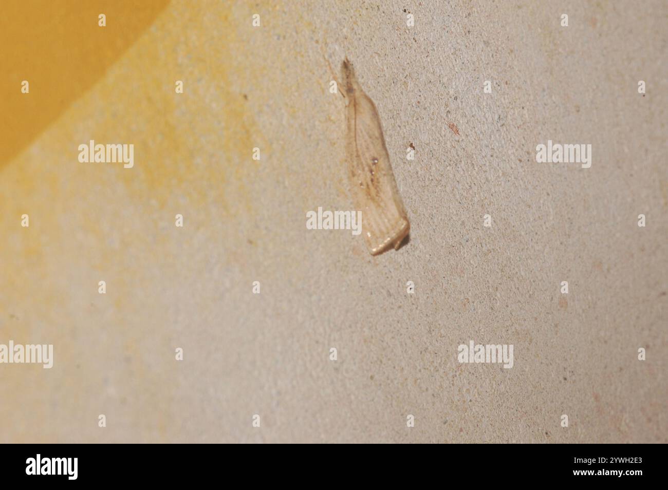 Rice Stalk Borer Moth (Chilo plejadellus Stock Photo - Alamy