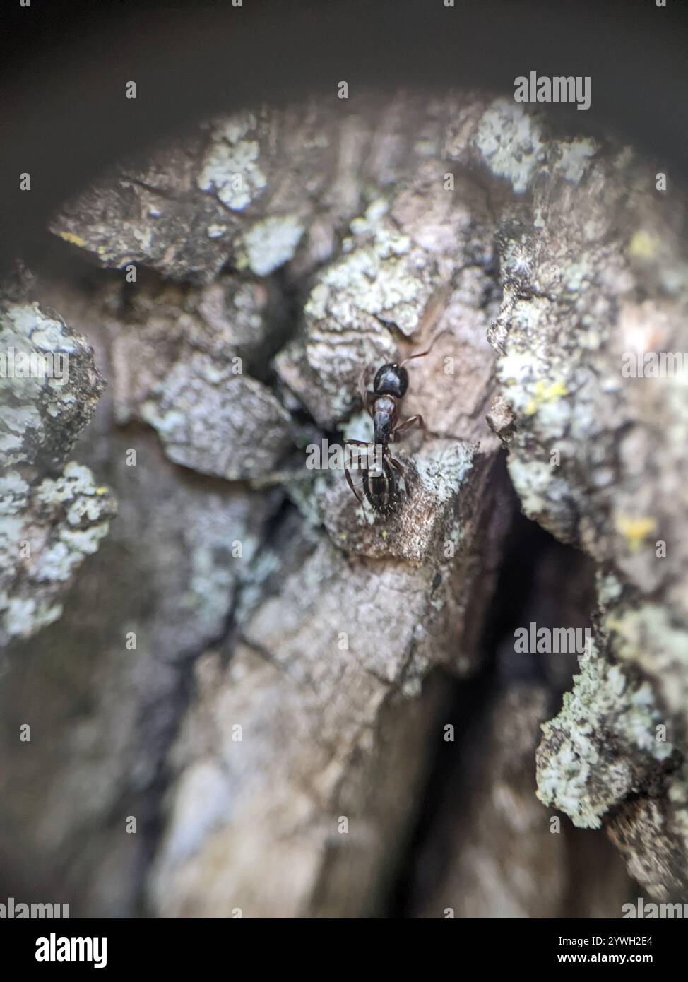 Nearctic Carpenter Ant (Camponotus nearcticus Stock Photo - Alamy