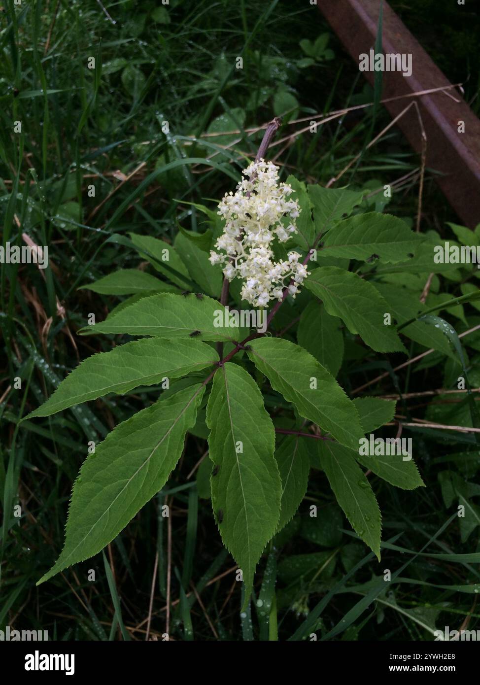 Eastern Red Elder (Sambucus racemosa pubens Stock Photo - Alamy