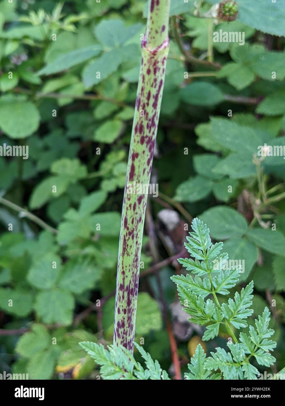 poison hemlock (Conium maculatum Stock Photo - Alamy