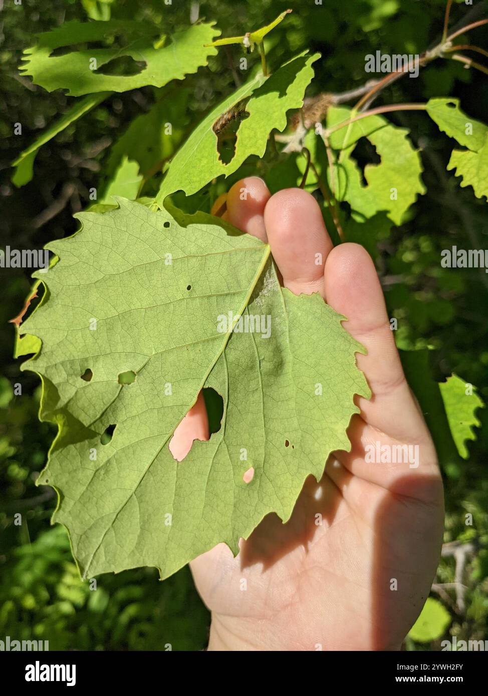 bigtooth aspen (Populus grandidentata Stock Photo - Alamy