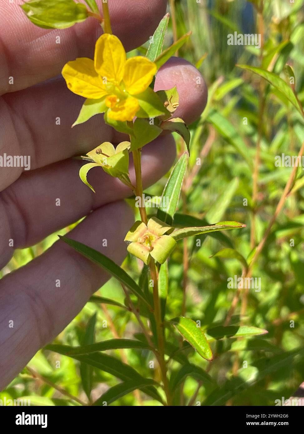 Seedbox (Ludwigia alternifolia Stock Photo - Alamy