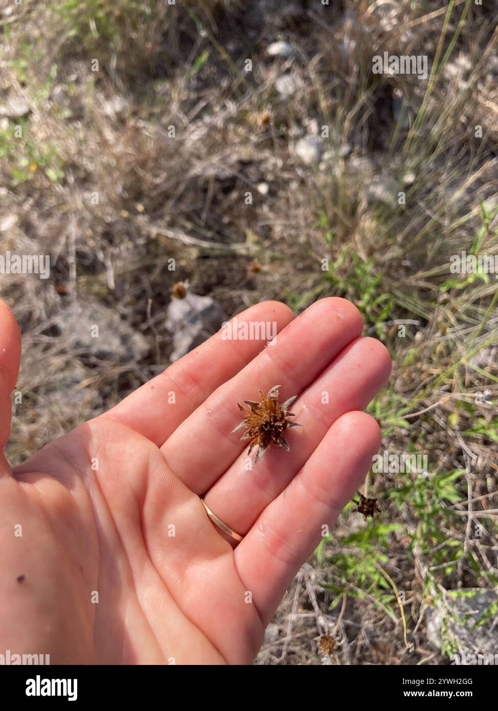 Texas creeping-oxeye (Wedelia hispida Stock Photo - Alamy