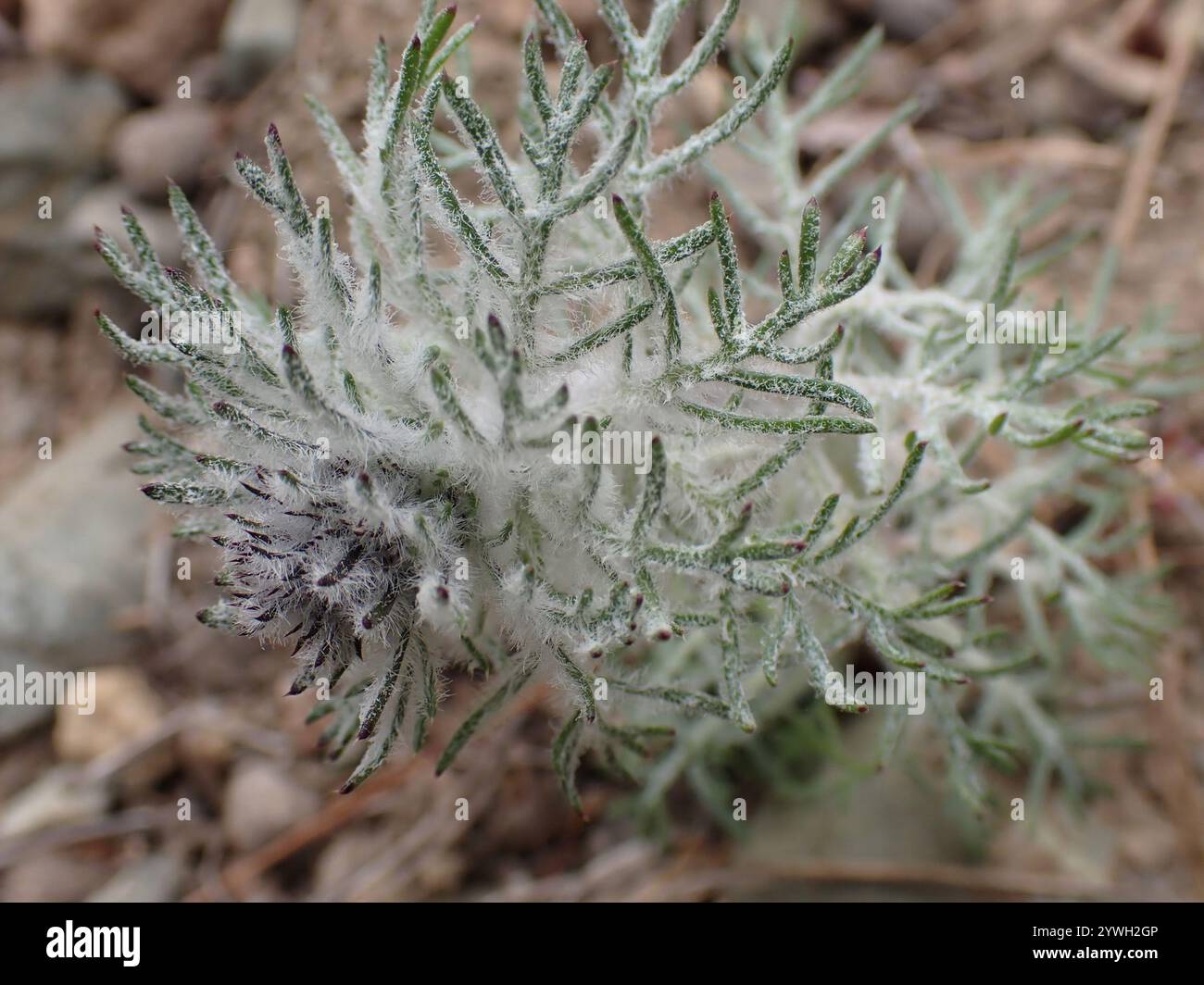 Scarlet Gilia (Ipomopsis aggregata Stock Photo - Alamy