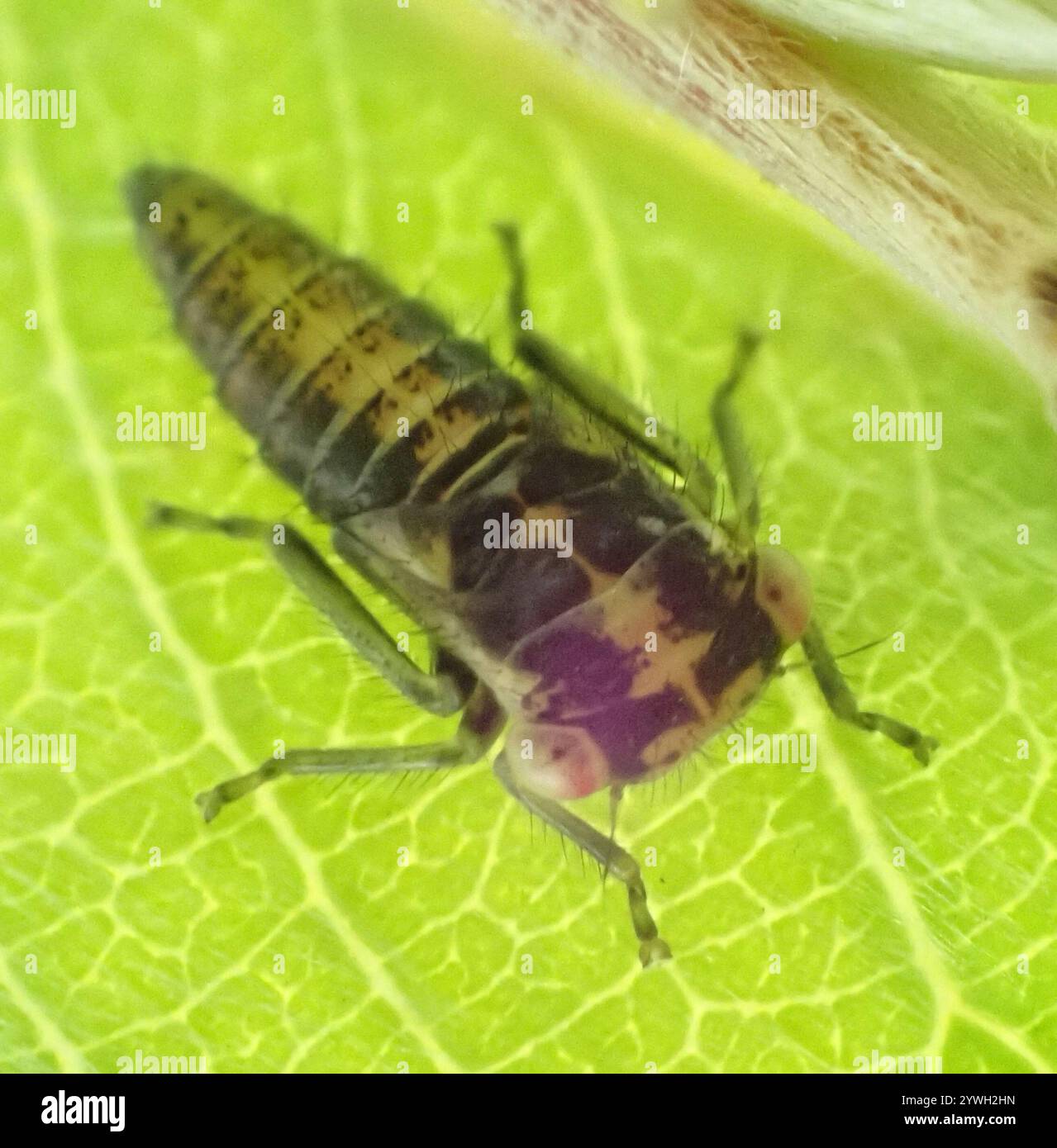 True Hoppers (Auchenorrhyncha Stock Photo - Alamy