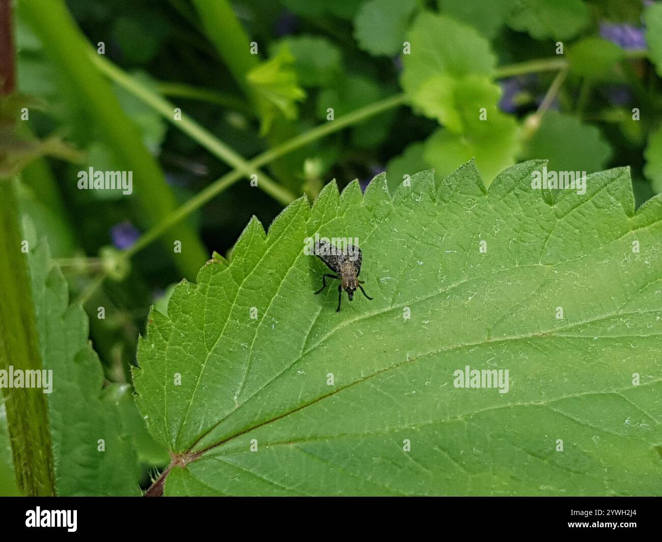 Dancing Kiss Fly (Platystoma seminationis Stock Photo - Alamy