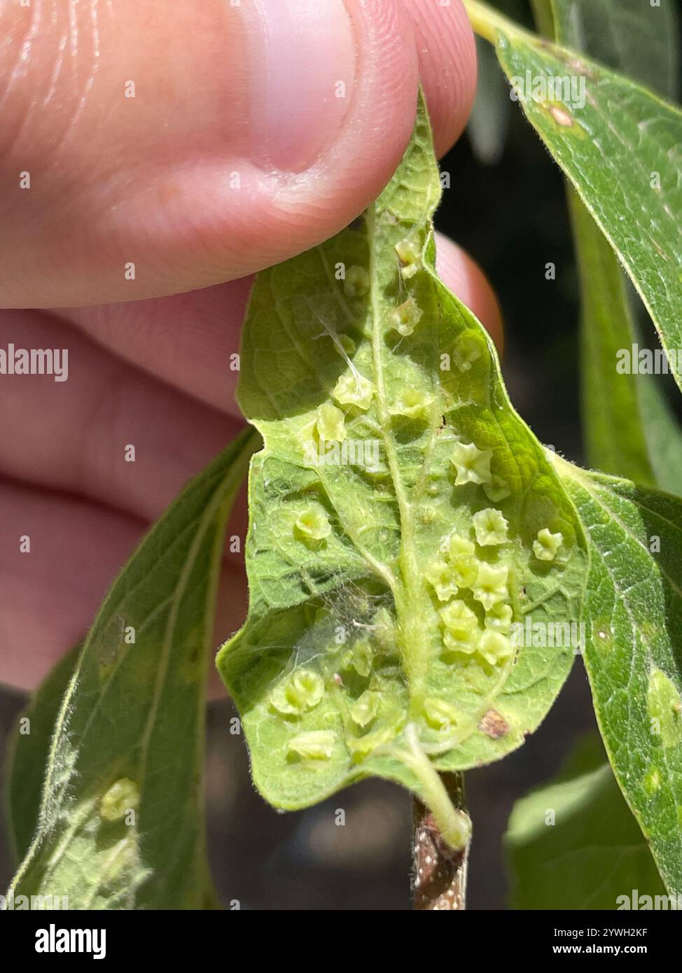 Hackberry Star Gall Psyllid (Pachypsylla celtidisasterisca Stock Photo ...