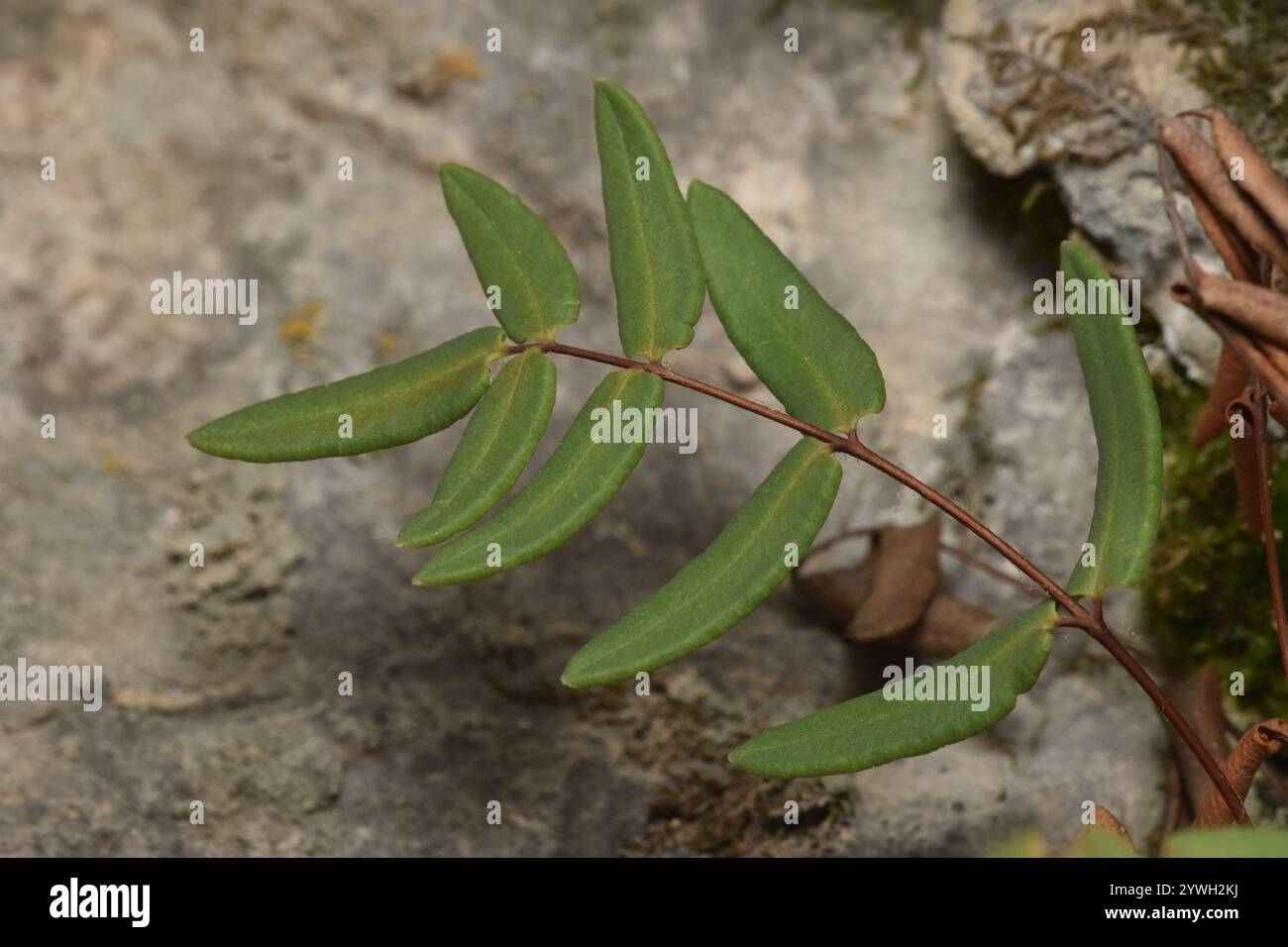 smooth cliffbrake (Pellaea glabella Stock Photo - Alamy