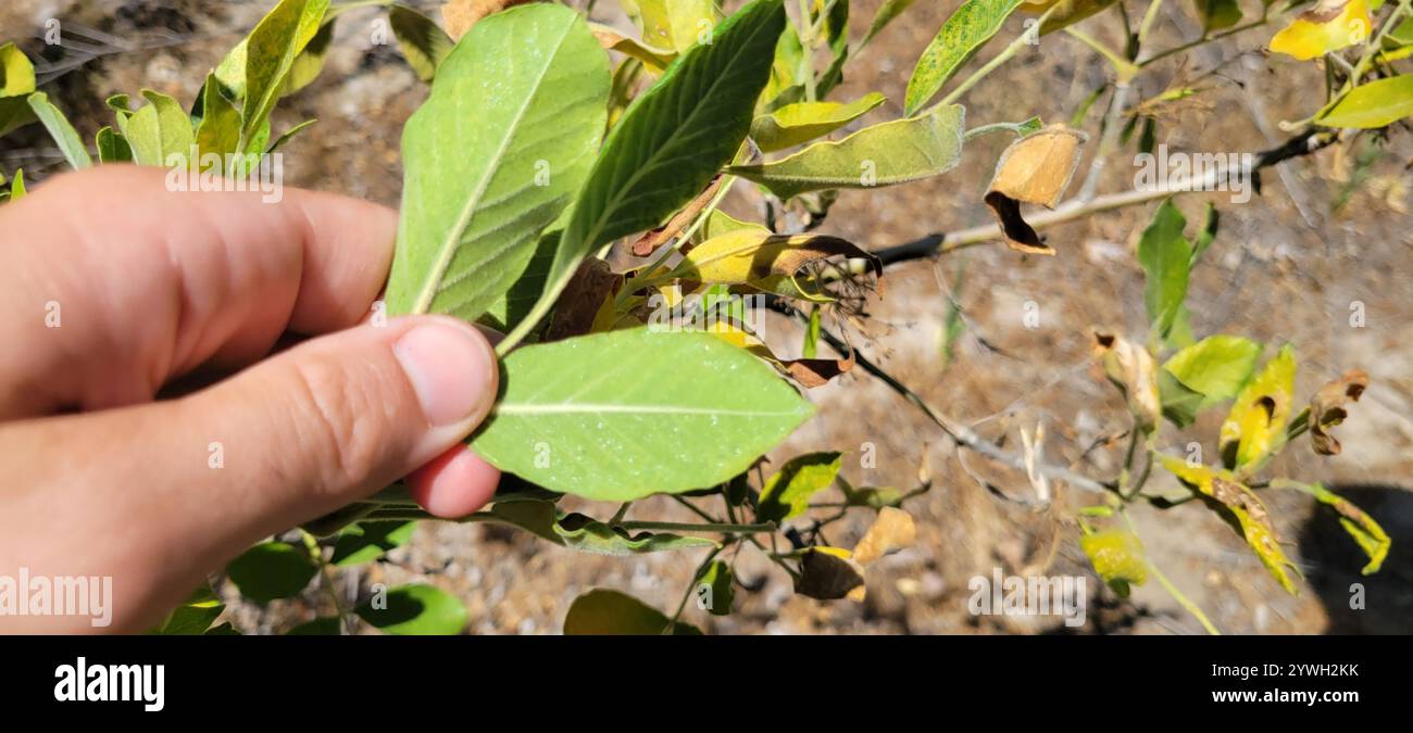 velvet ash (Fraxinus velutina Stock Photo - Alamy