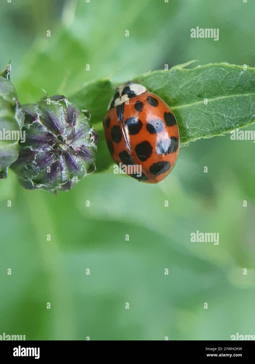 Asian Lady Beetle (Harmonia axyridis Stock Photo - Alamy
