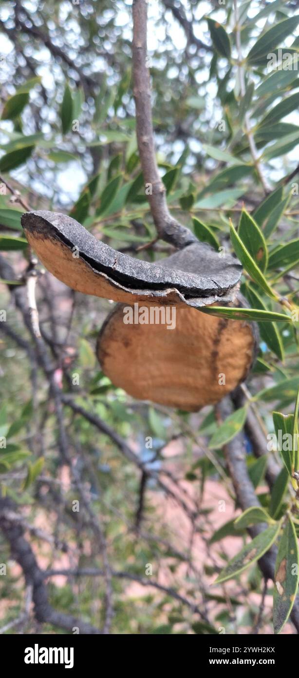Common White Quebracho (Aspidosperma quebracho-blanco Stock Photo - Alamy