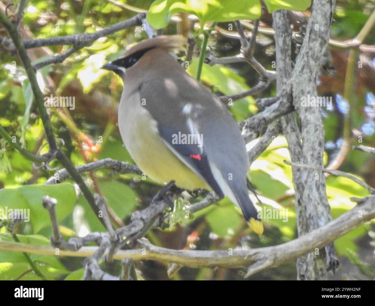 Cedar Waxwing (Bombycilla cedrorum Stock Photo - Alamy