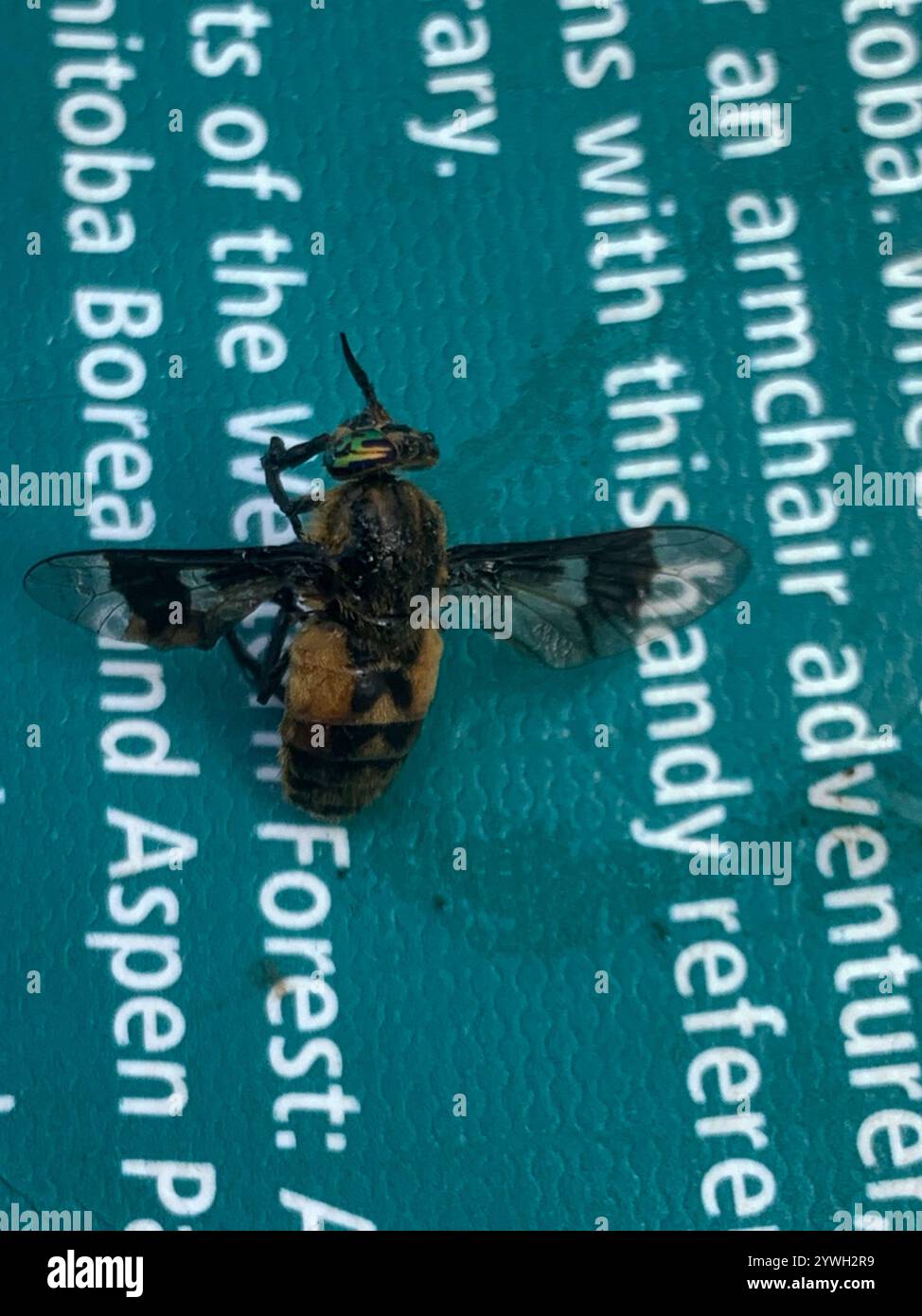 Bothersome Deer Fly (Chrysops excitans Stock Photo - Alamy