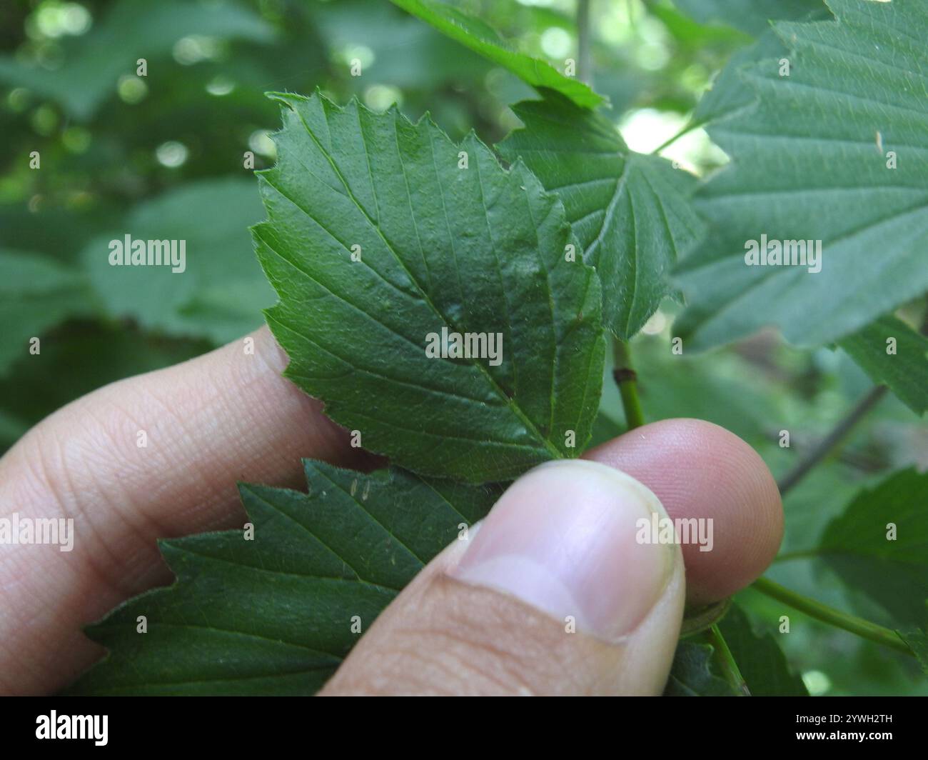 Gall and Rust Mites (Eriophyidae Stock Photo - Alamy
