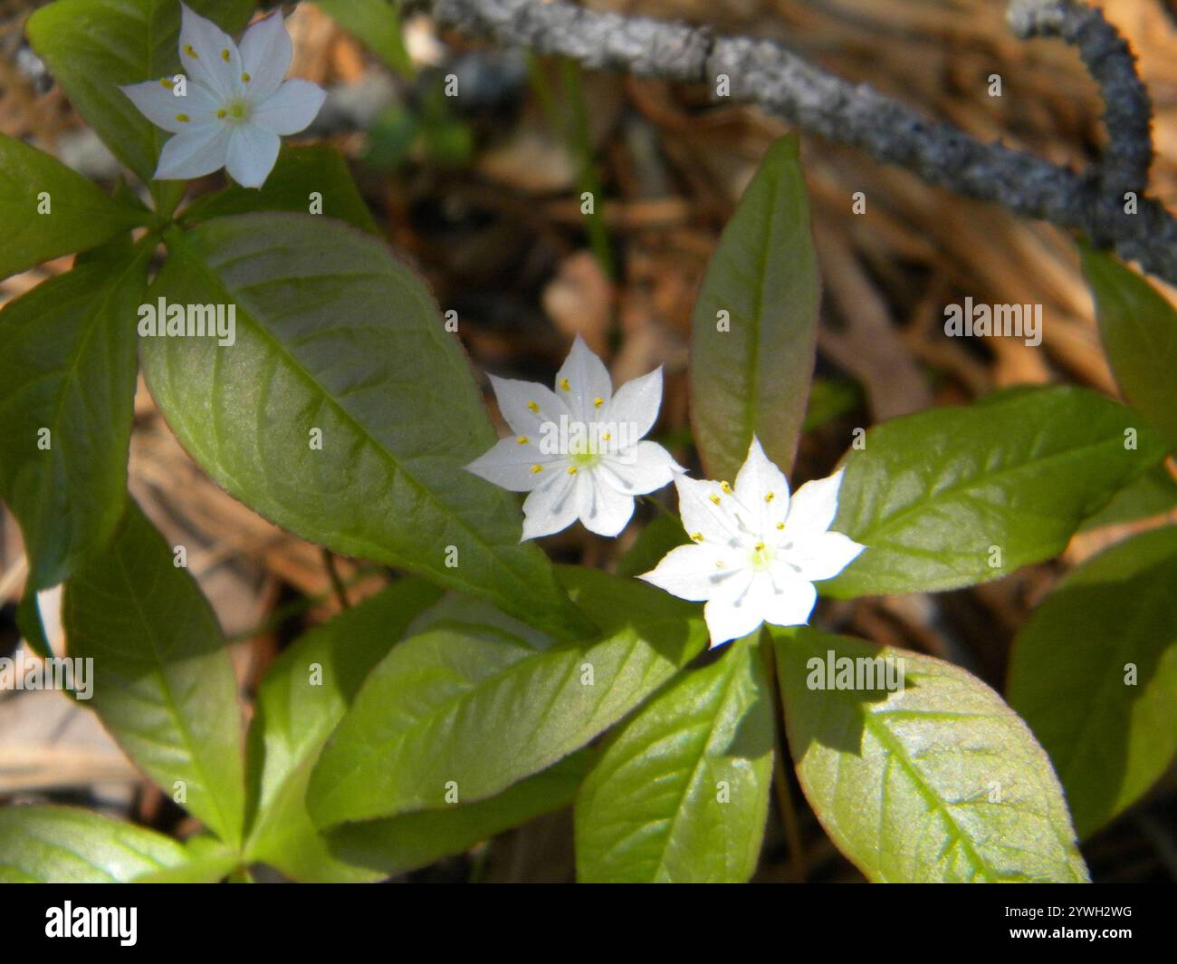 northern starflower (Lysimachia borealis Stock Photo - Alamy
