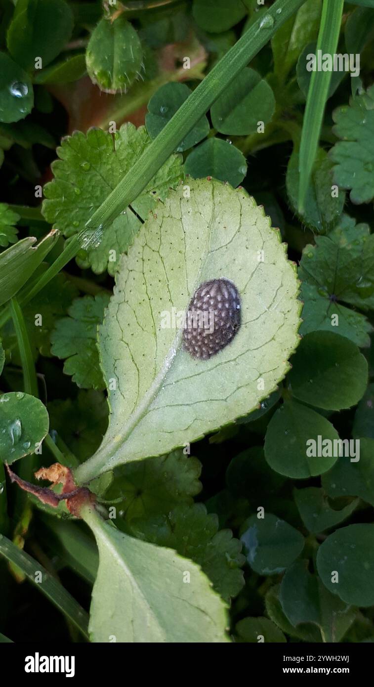 Torpedo Bug (Siphanta acuta Stock Photo - Alamy