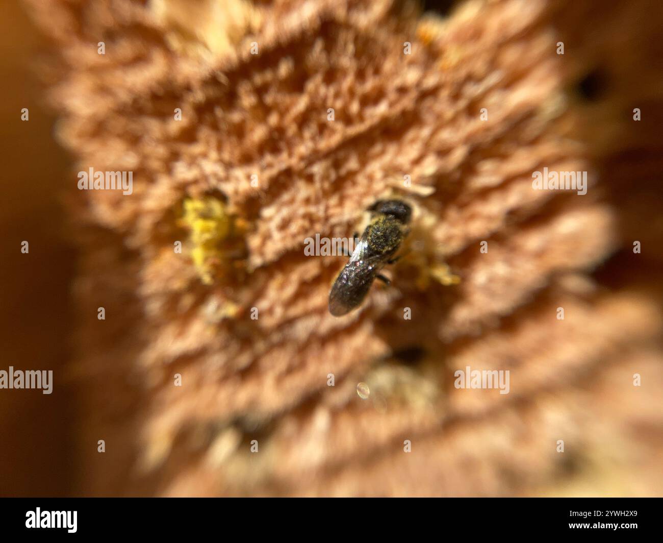 Armored-Resin bees (Heriades Stock Photo - Alamy